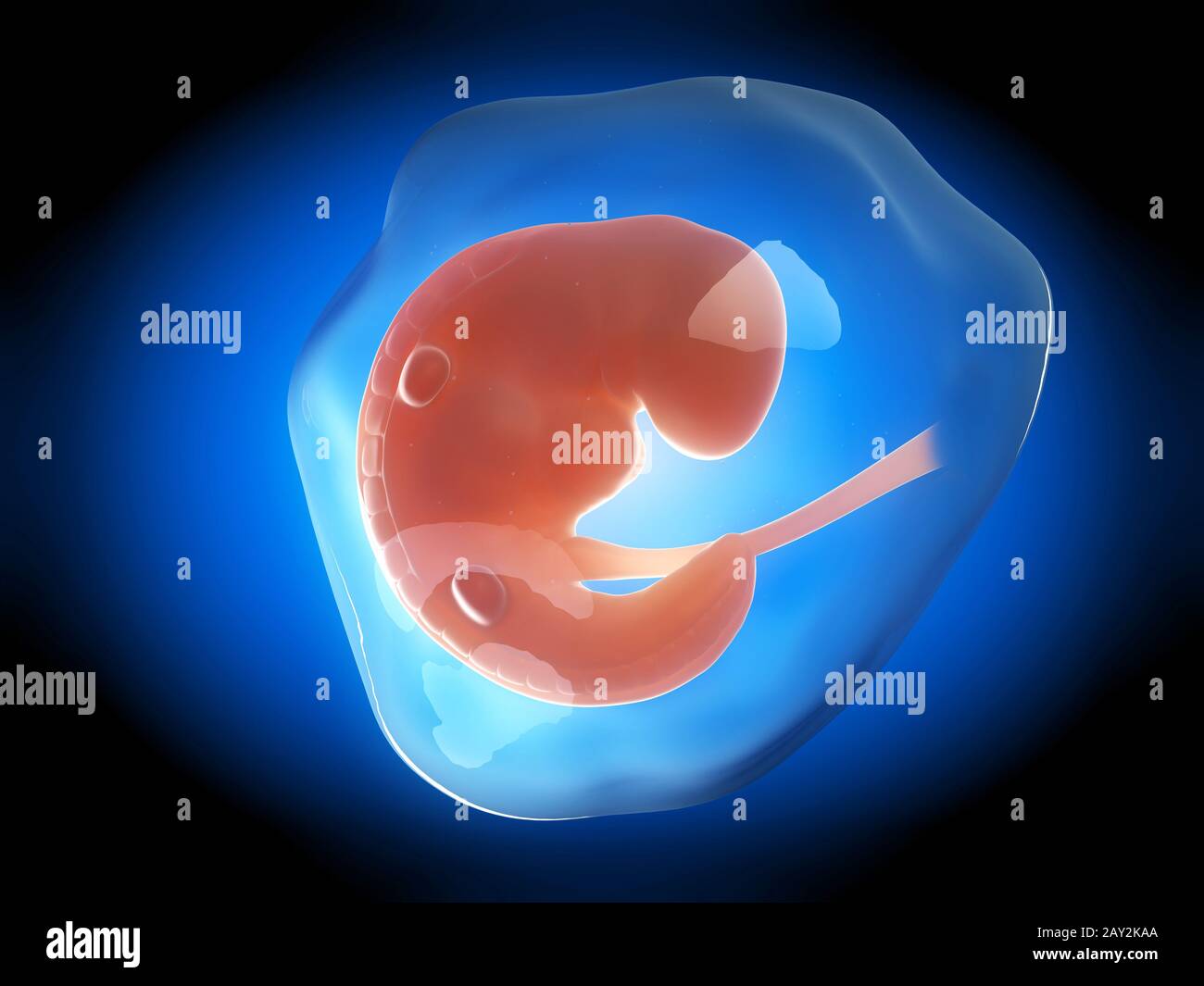 Fetus development hi-res stock photography and images - Alamy