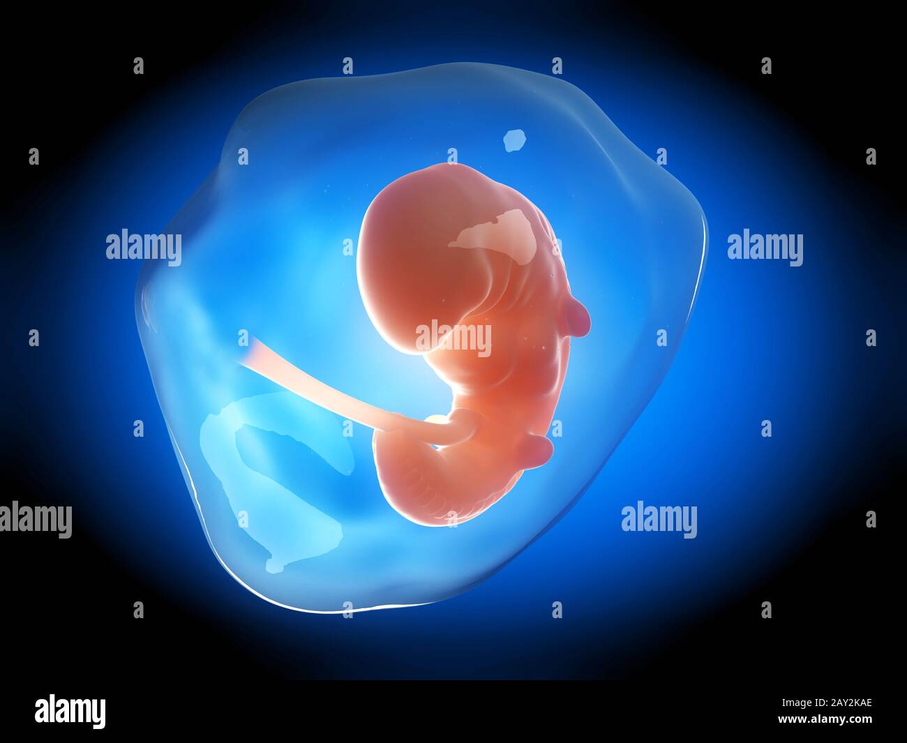 Prenatal human development hi-res stock photography and images - Alamy