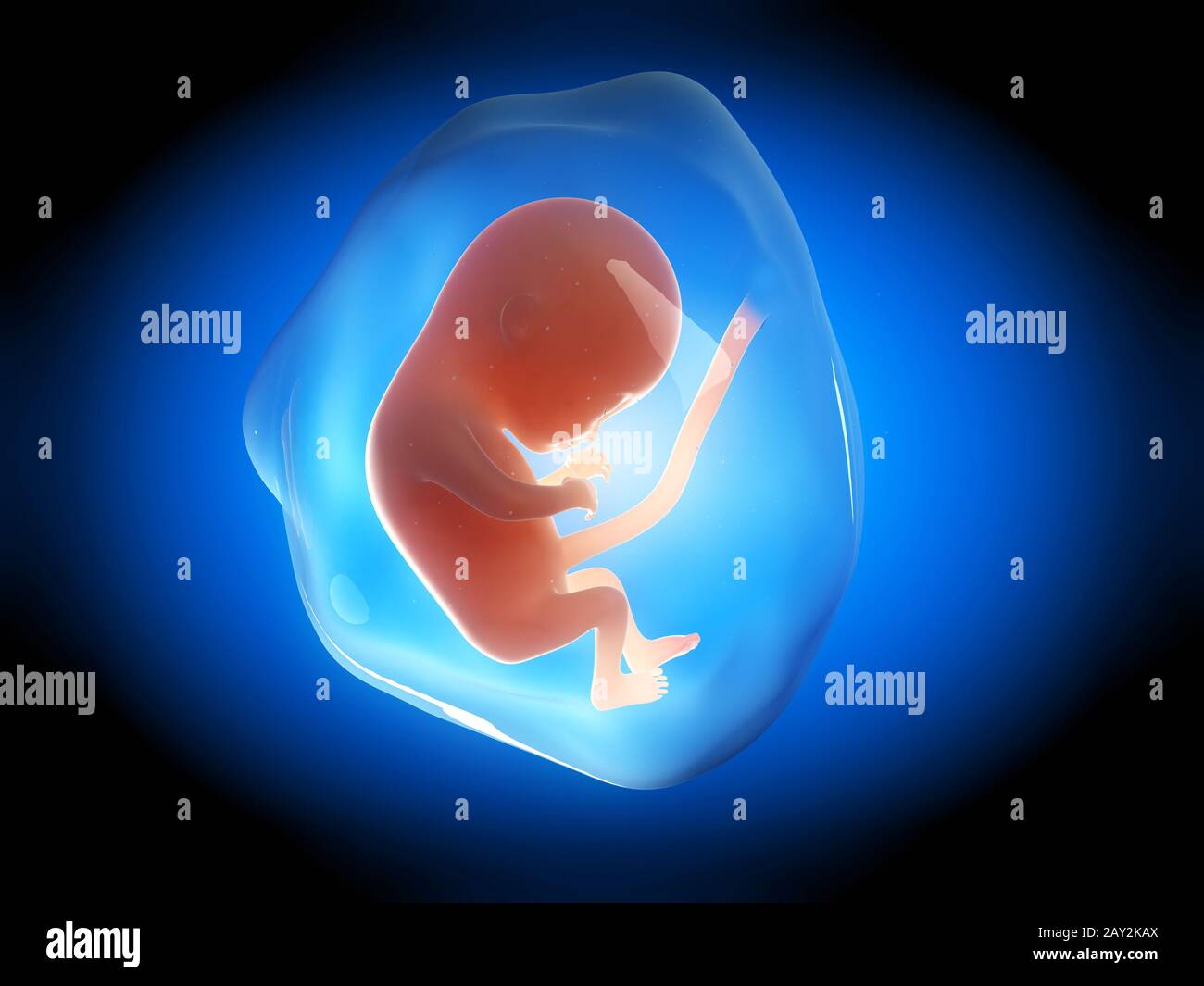 Human fetus hi-res stock photography and images - Alamy