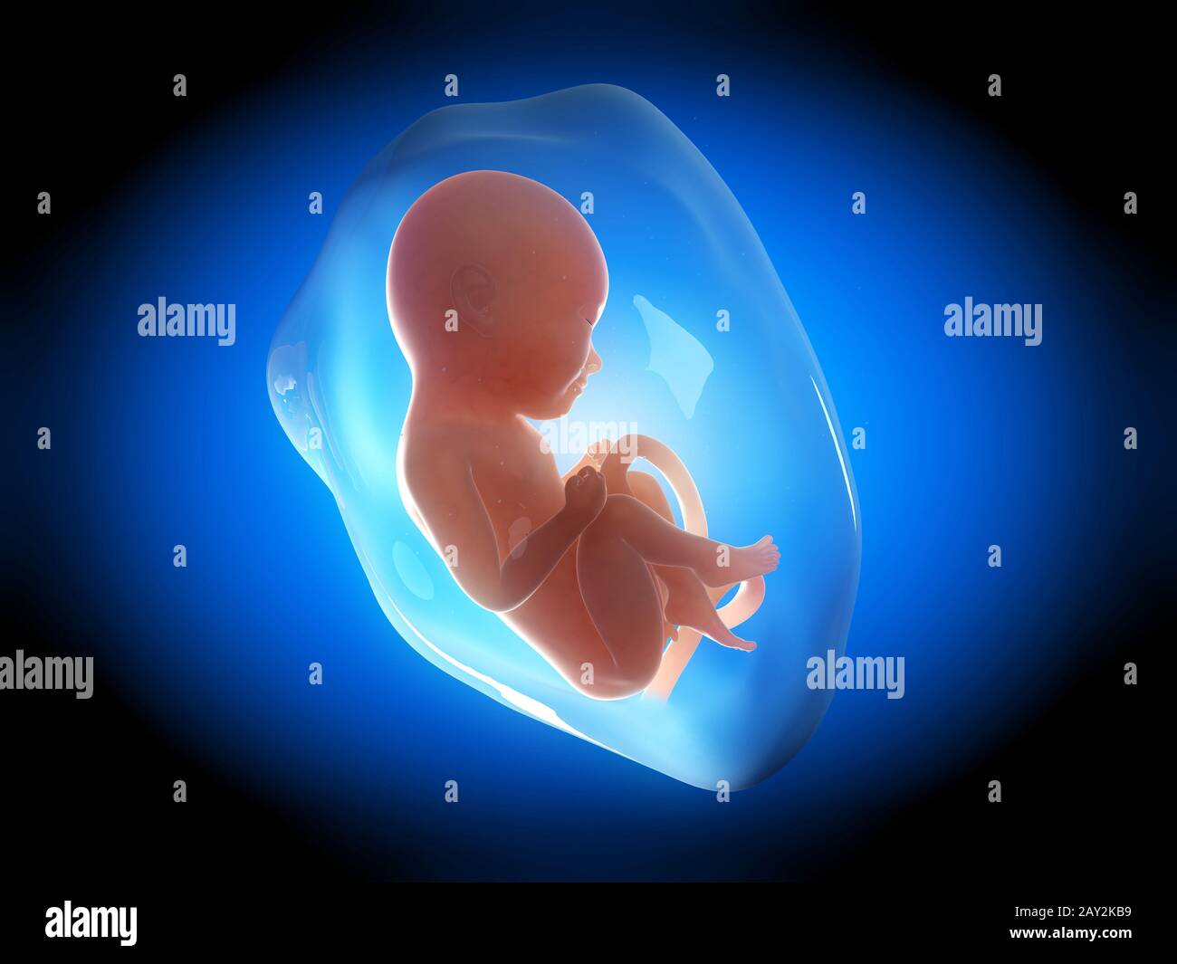 Fetus umbilical hi-res stock photography and images - Alamy