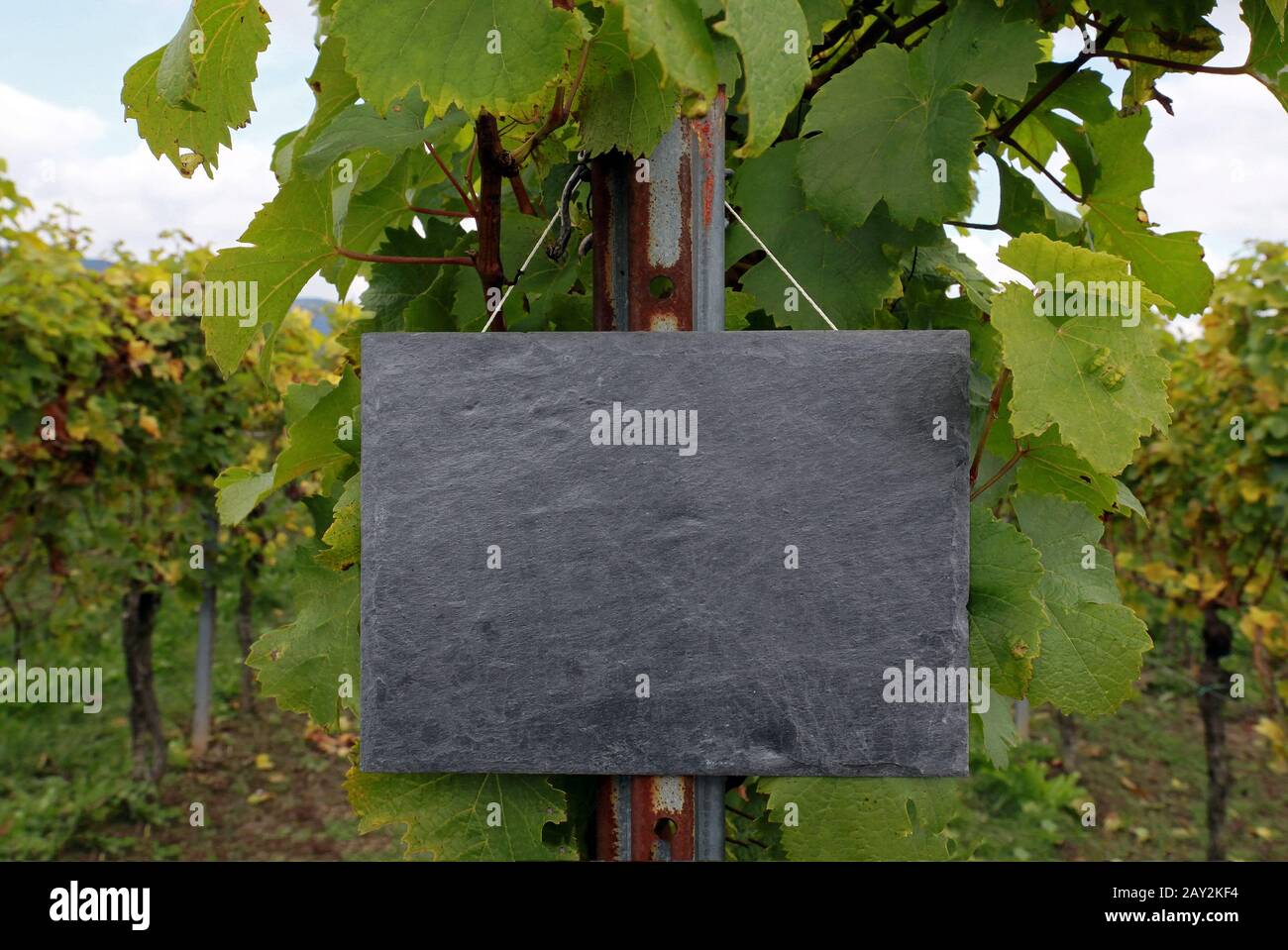 Vines and slate Stock Photo - Alamy
