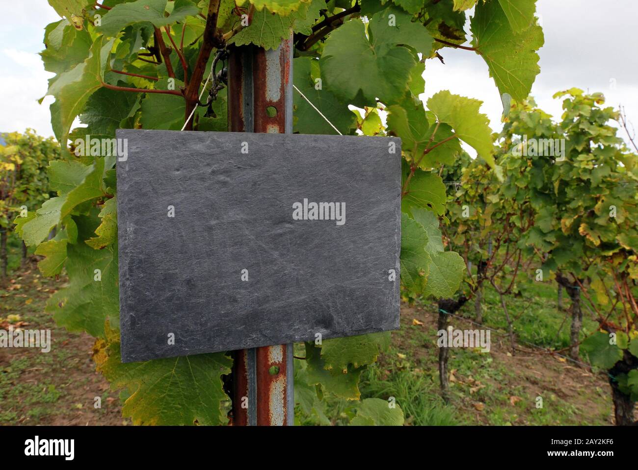 Vines and slate Stock Photo - Alamy