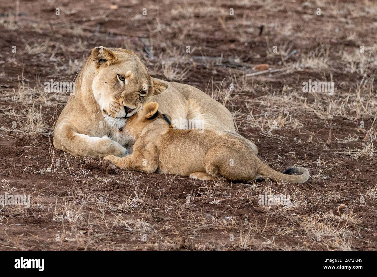 Lioness and Cub Stock Photo - Alamy