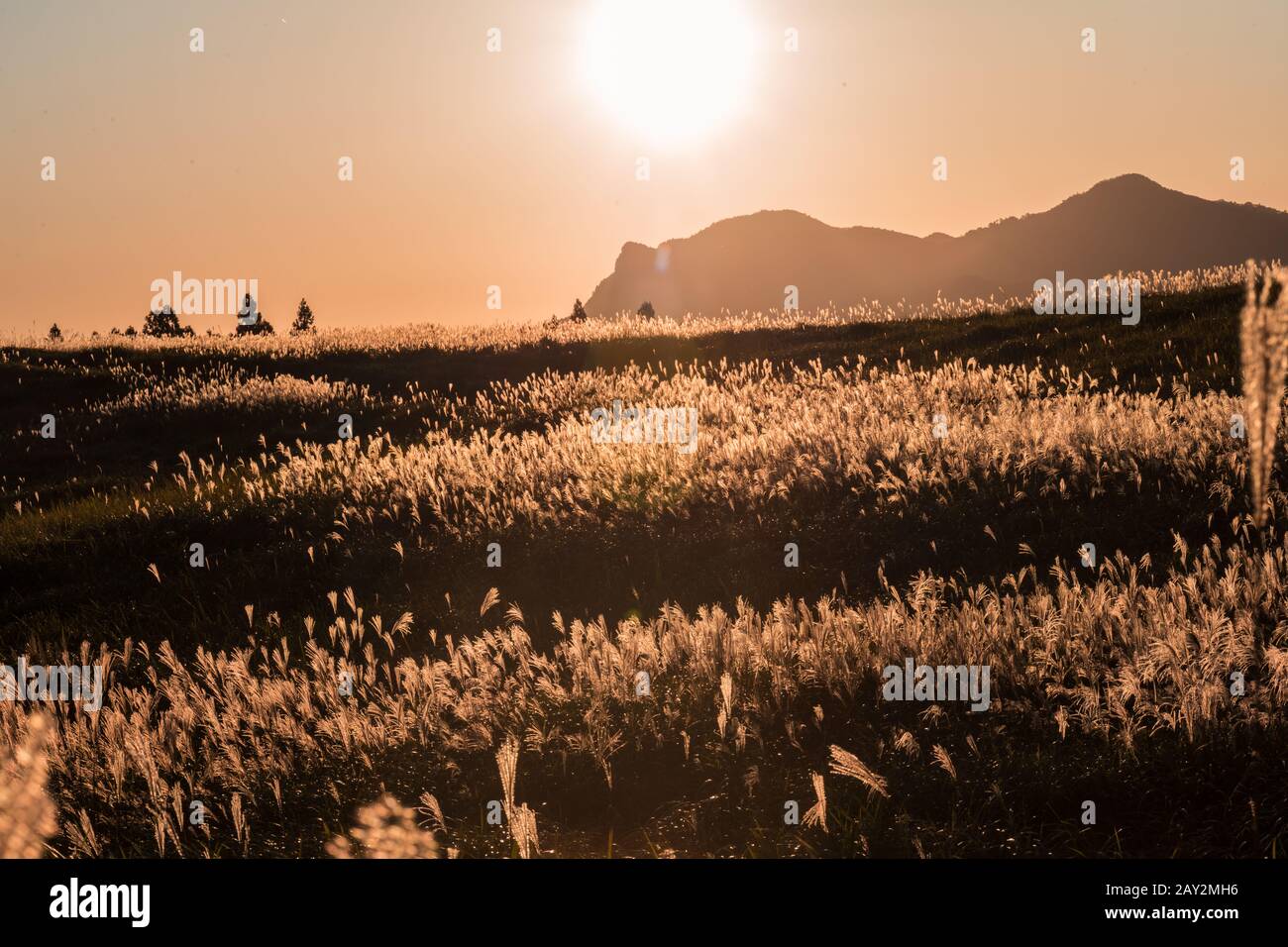 Golden Hour Fine Day Evening Time In Autumn The Sunlight Was