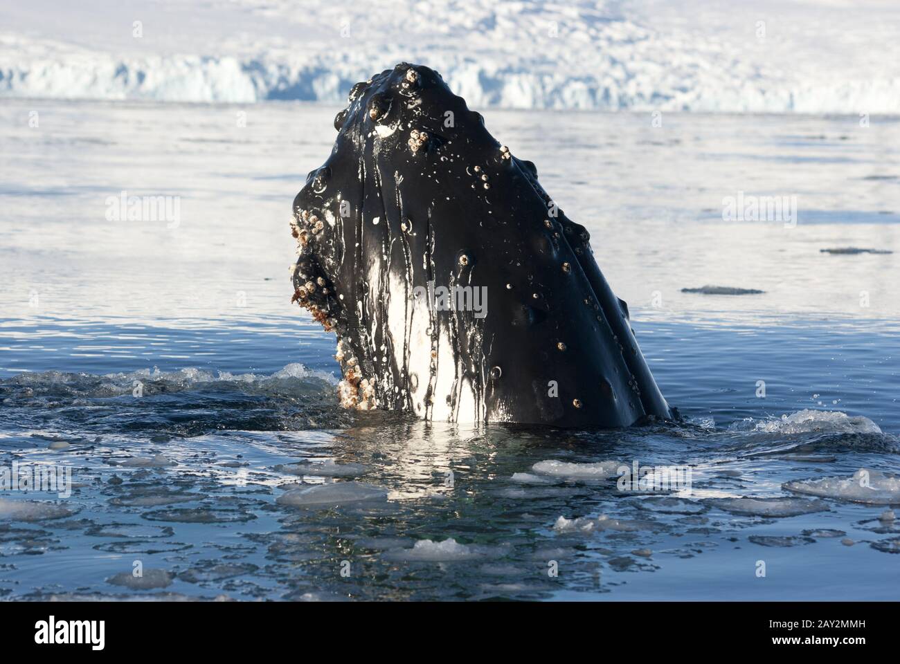Humpback whale's head-5 Stock Photo - Alamy