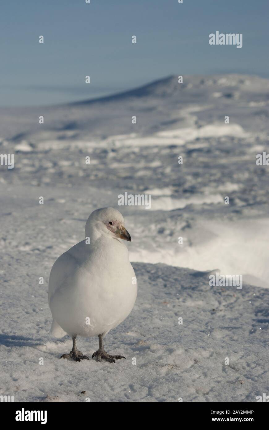 Snowy Sheathbill (Chionis albus)-1 Stock Photo - Alamy