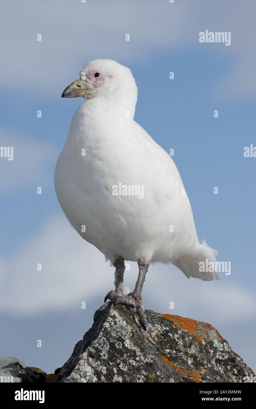 Chionis hi-res stock photography and images - Alamy