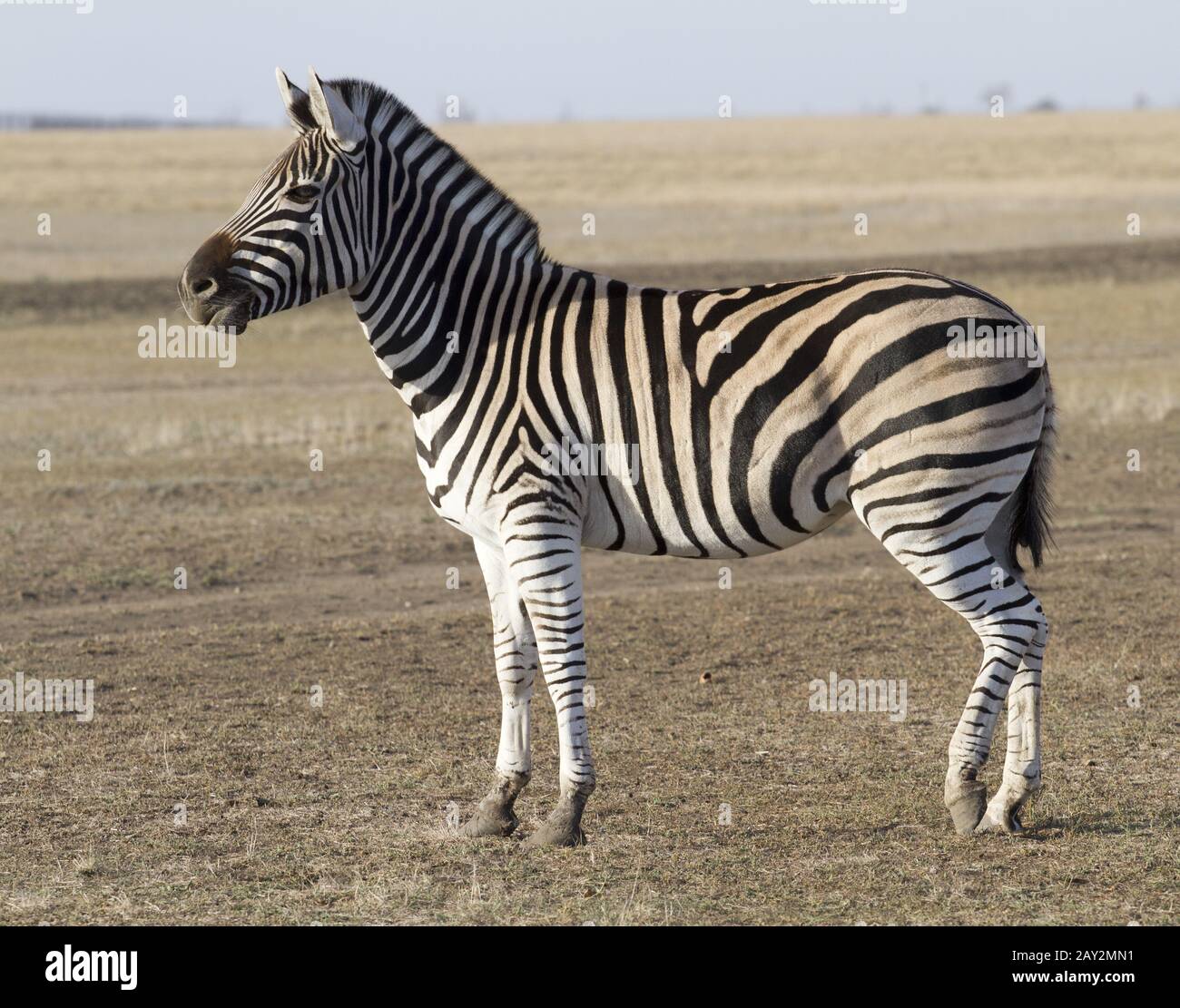 The male zebra Chapman in Ukrainian steppes Stock Photo - Alamy
