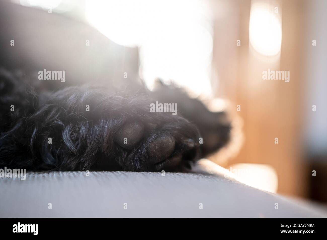 Soft shaggy paws of a black schnauzer, who is sleeping on a sofa, in ...