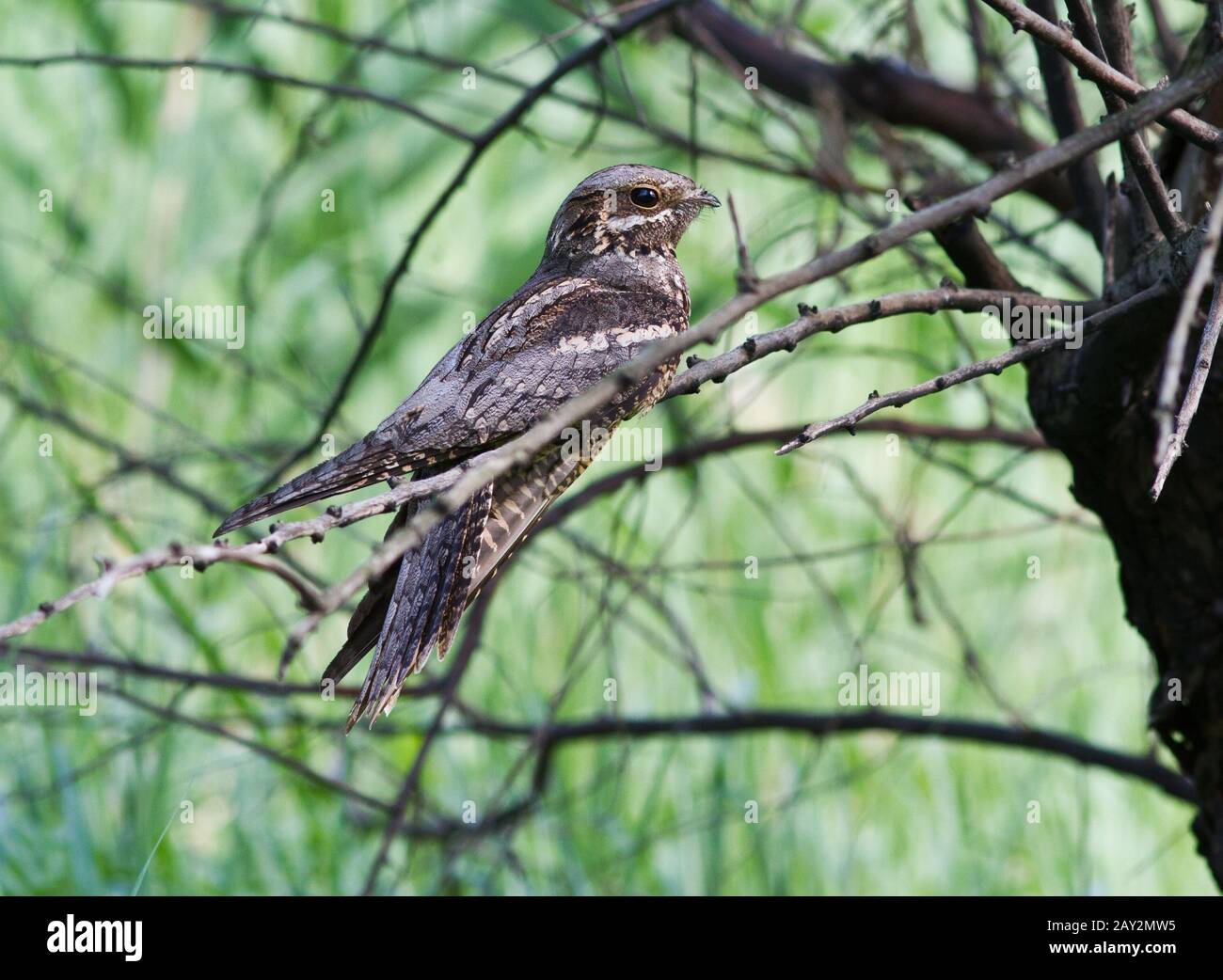 Species of nightjar hi-res stock photography and images - Alamy
