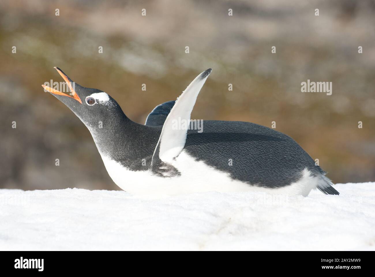 Raised wings hi-res stock photography and images - Alamy