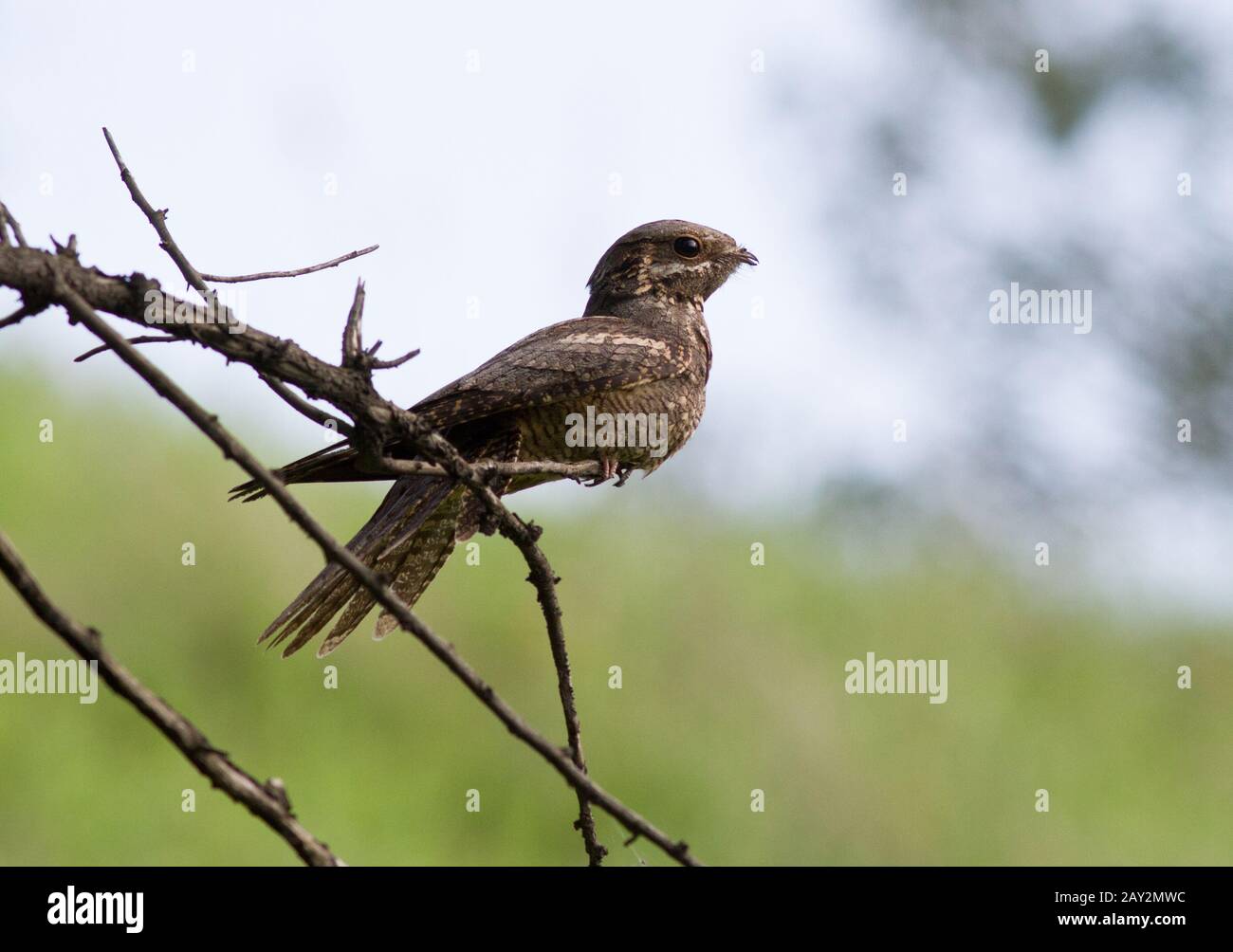 Nightjar hi-res stock photography and images - Alamy