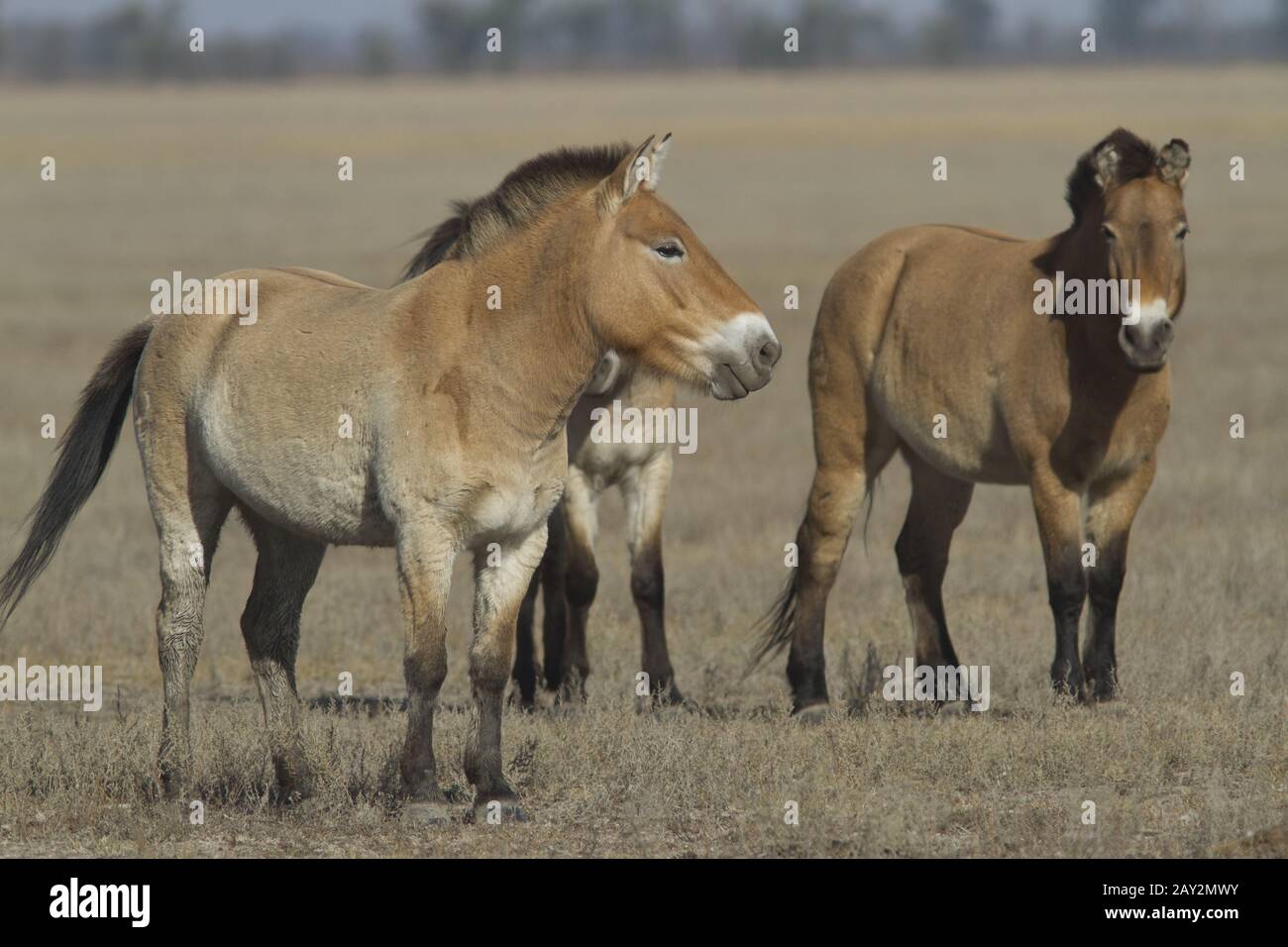Mongolian horses steppe hi-res stock photography and images - Alamy