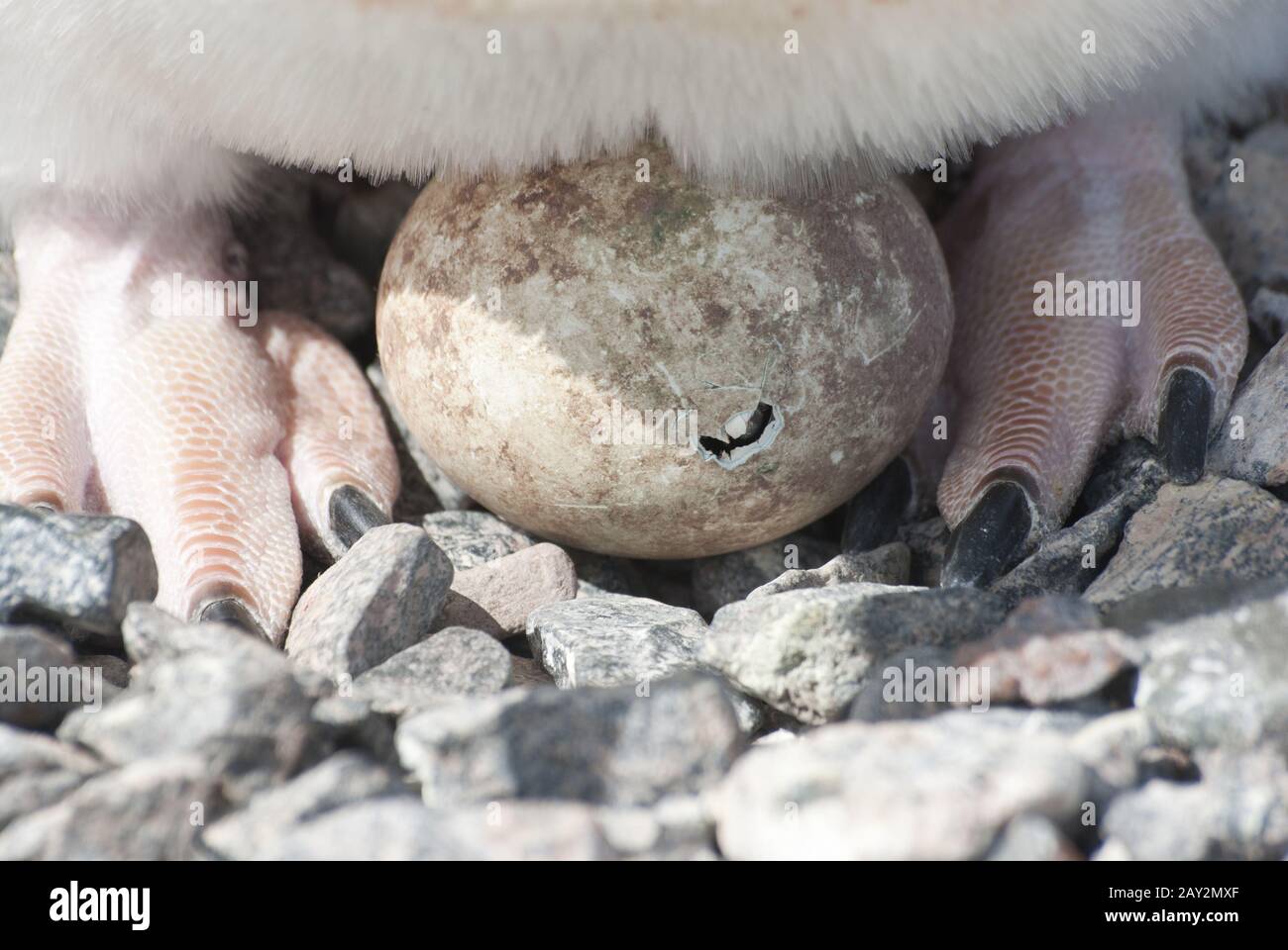 Penguin hatching hi-res stock photography and images - Alamy