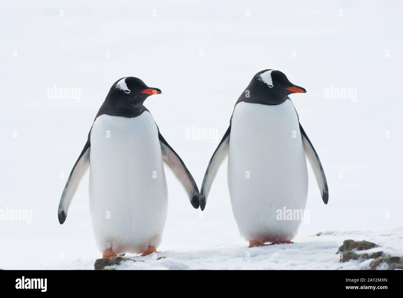 Two penguins hi-res stock photography and images - Alamy