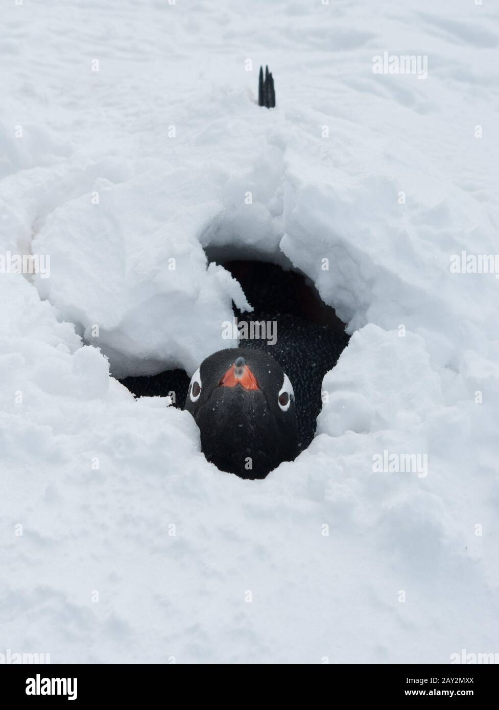 Penguin in storm hi-res stock photography and images - Alamy