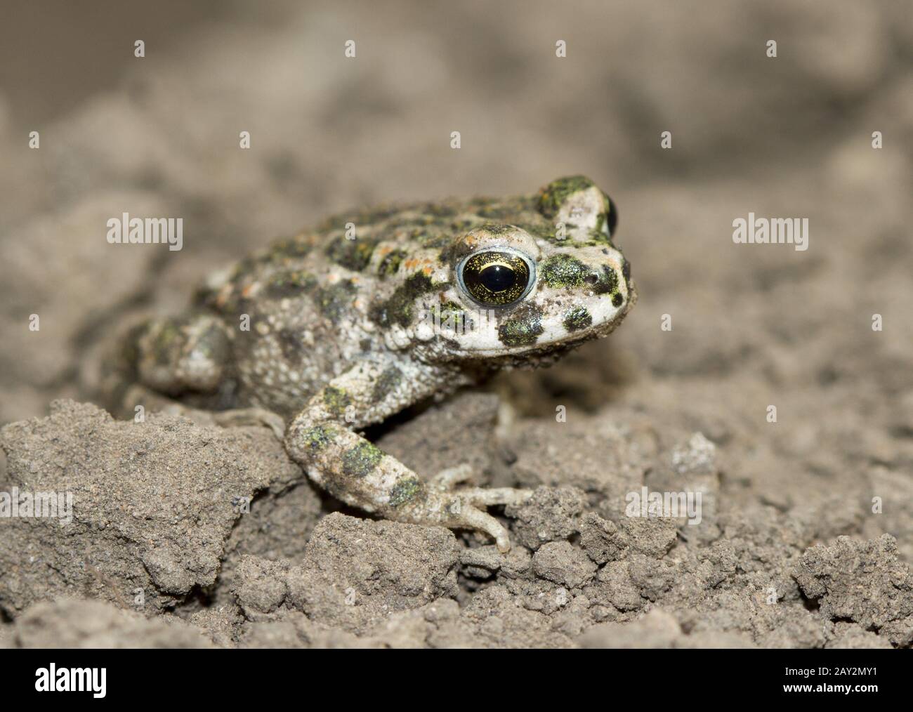 Green toad on the brown earth Stock Photo - Alamy