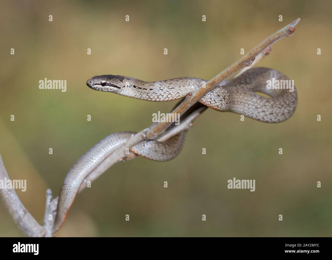 Smooth snakes entwine tree branch Stock Photo - Alamy