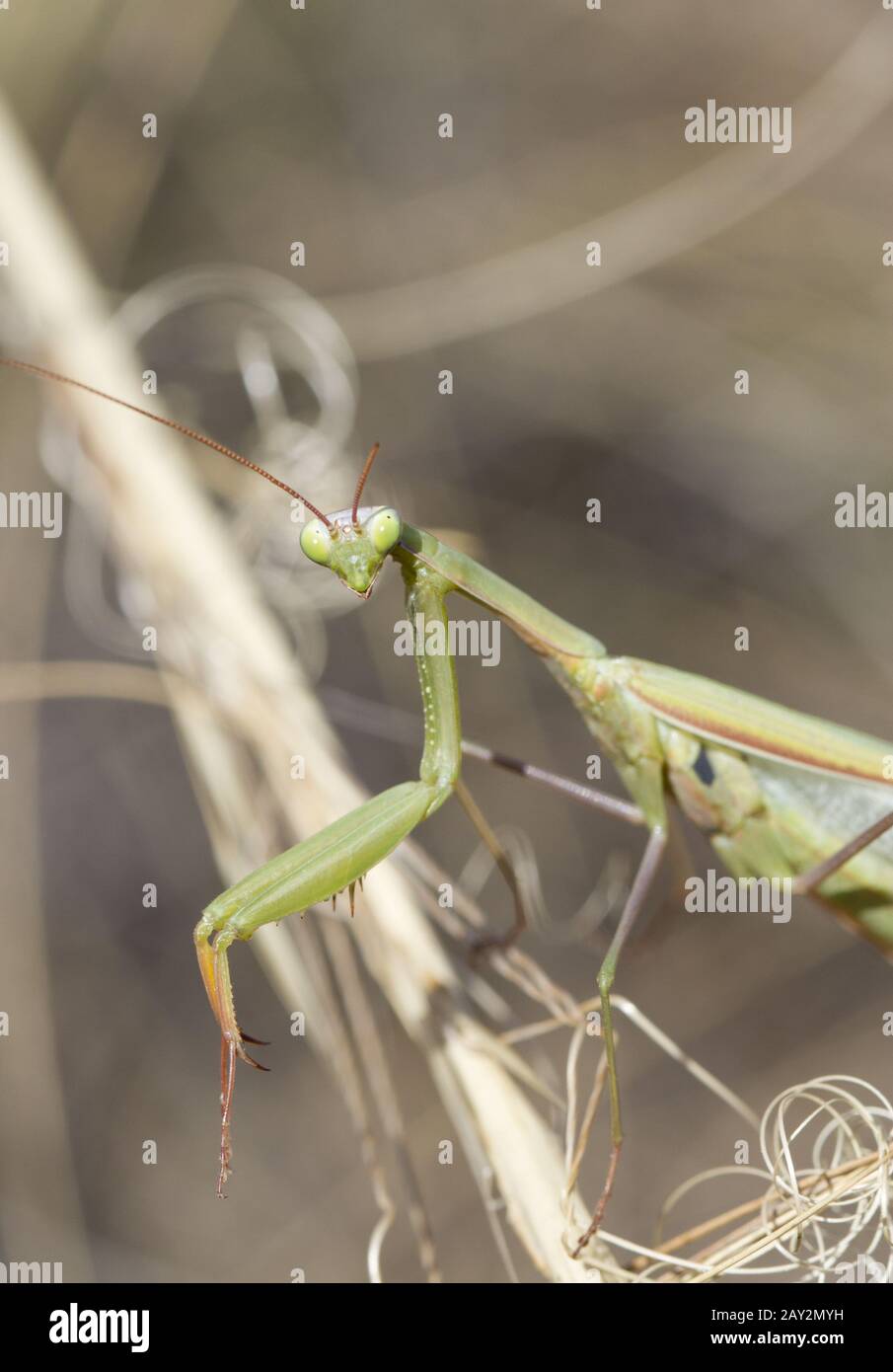 Portrait of a European Mantis on the grass Stock Photo - Alamy