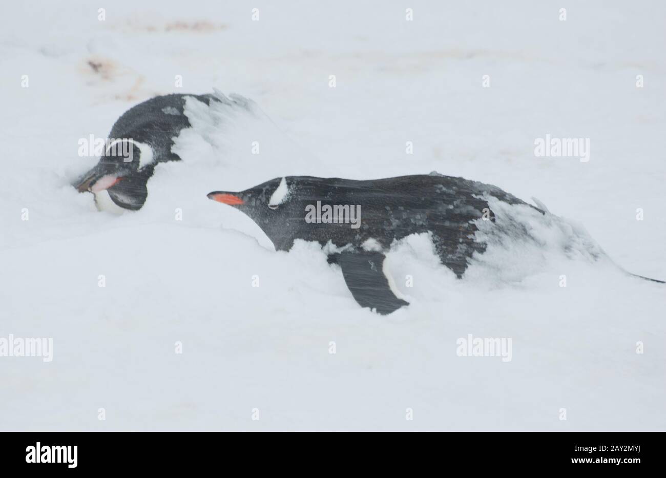 Blizzard antarctica hi-res stock photography and images - Alamy