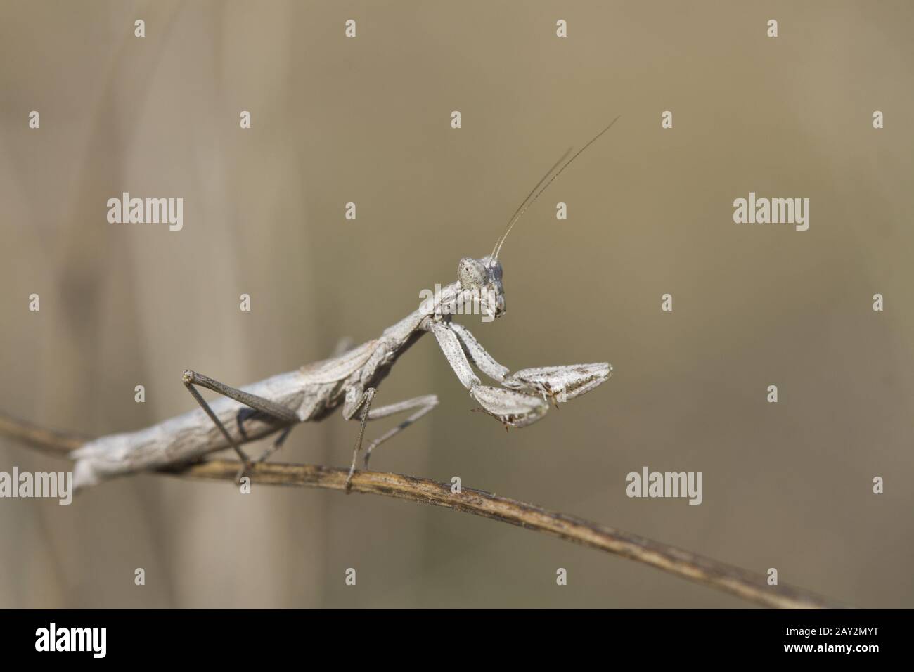 Grass mantis hi-res stock photography and images - Alamy