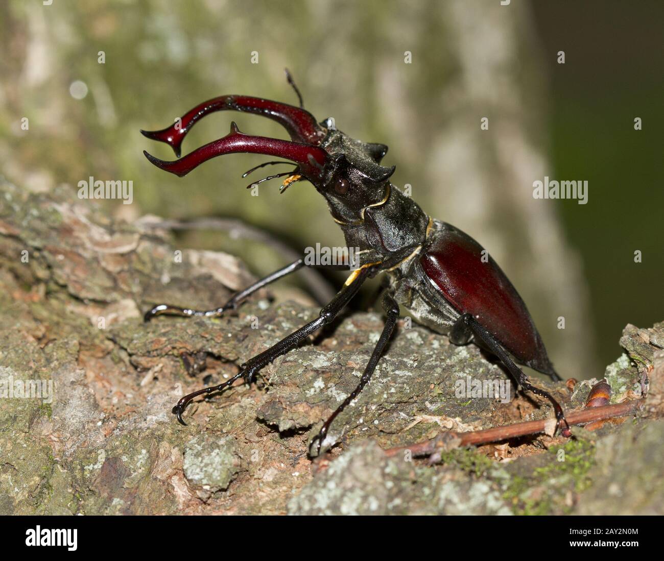 Stag beetle hi-res stock photography and images - Alamy
