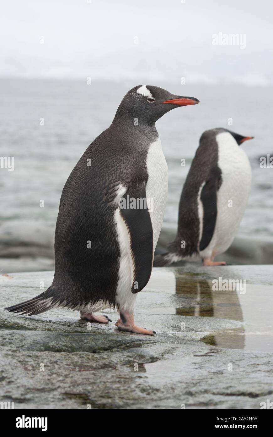 The penguins, band hi-res stock photography and images - Alamy