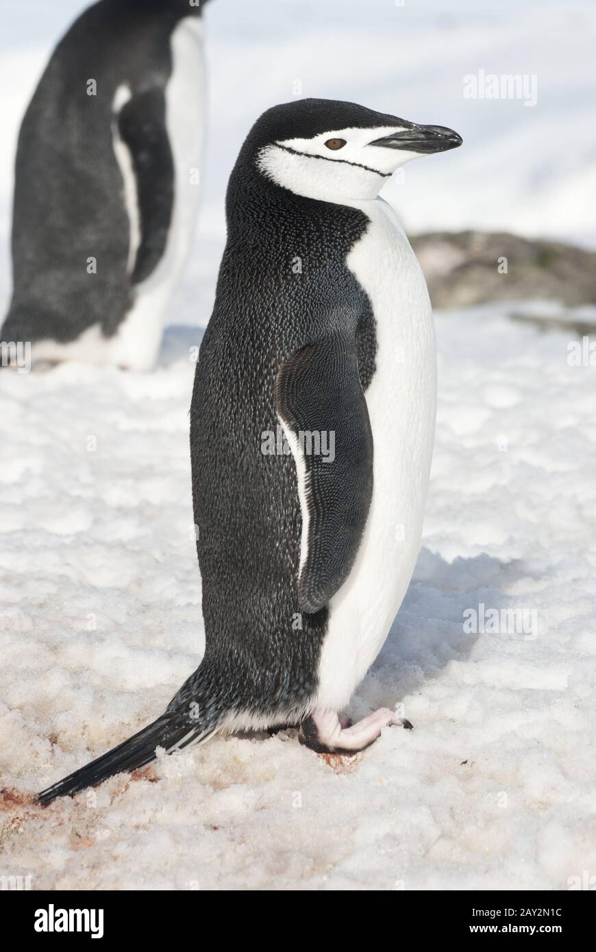 Antarctic penguin snow hi-res stock photography and images - Alamy
