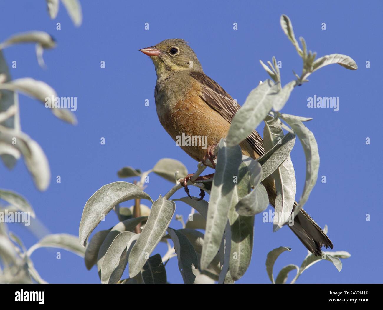 Bunting And Tree High Resolution Stock Photography and Images - Alamy