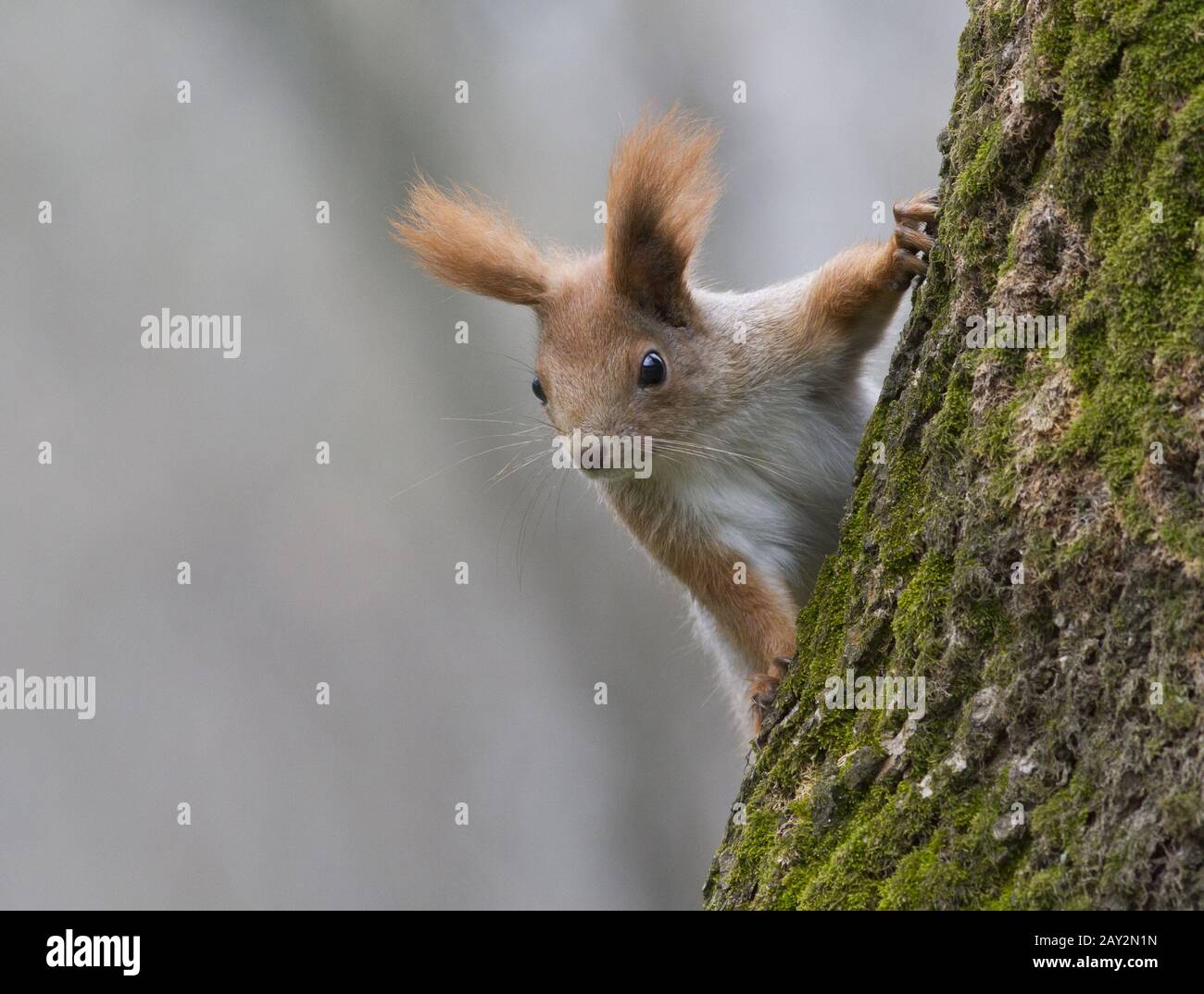 Squirrel sitting on a tree hi-res stock photography and images - Alamy