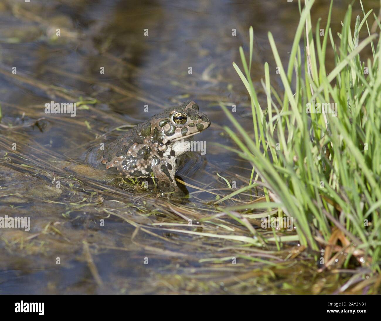 Male green frogs in the spring pond Stock Photo - Alamy