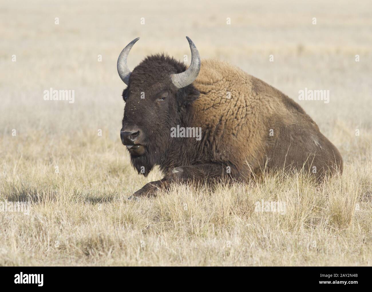 Female bison hi-res stock photography and images - Alamy