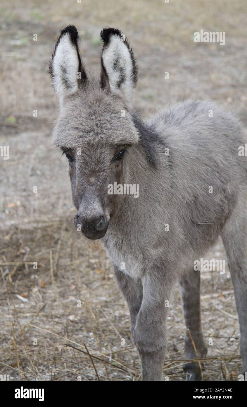 Baby donkey hi-res stock photography and images - Alamy