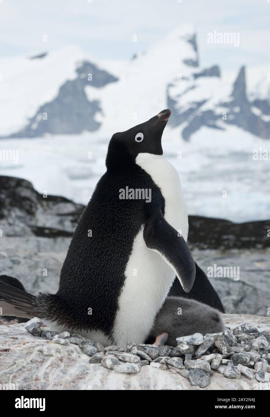 Female Adelie penguin with chicks Stock Photo - Alamy