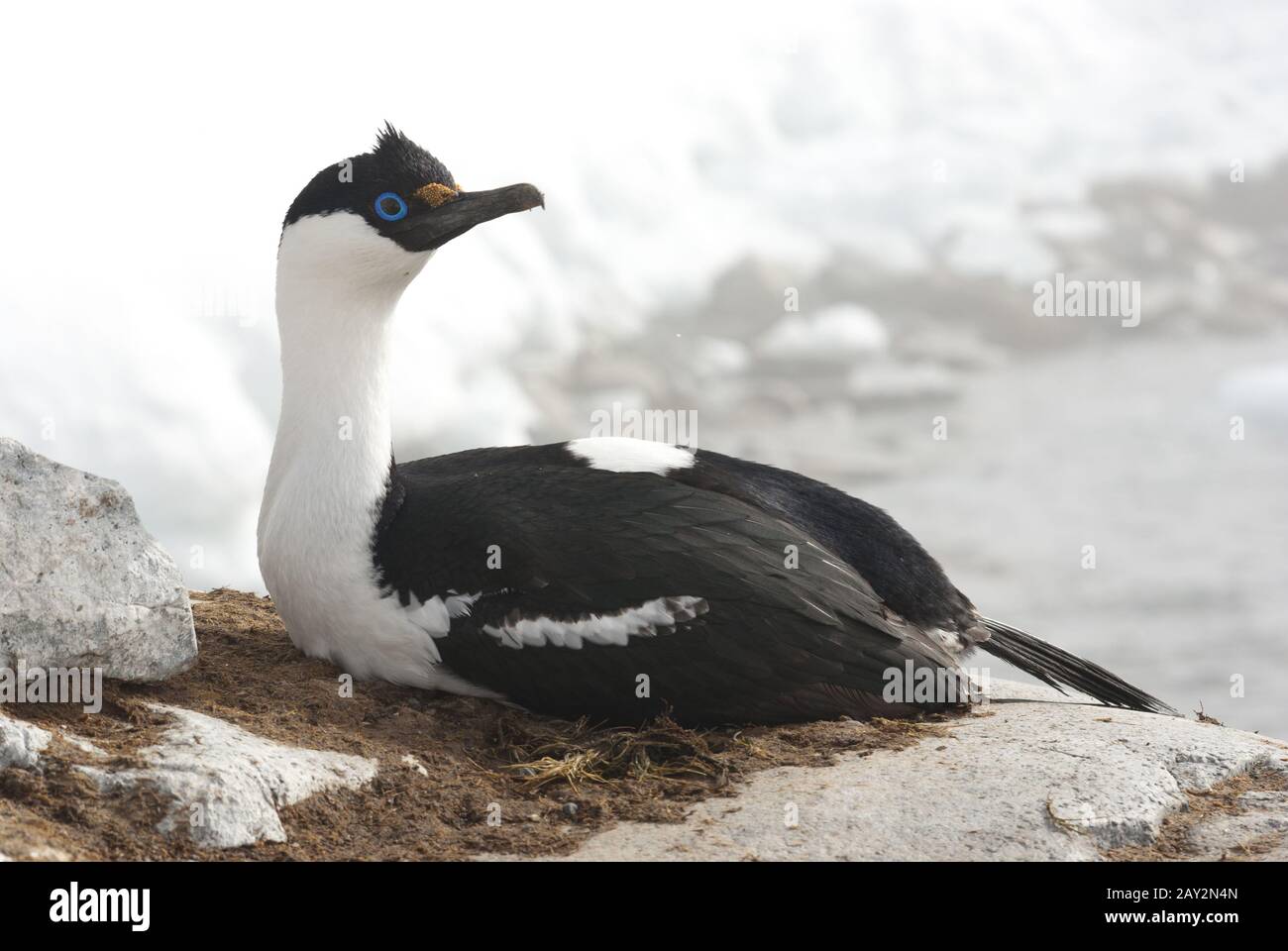 Antarctic blue-eyed cormorant sitting on a rock Stock Photo - Alamy