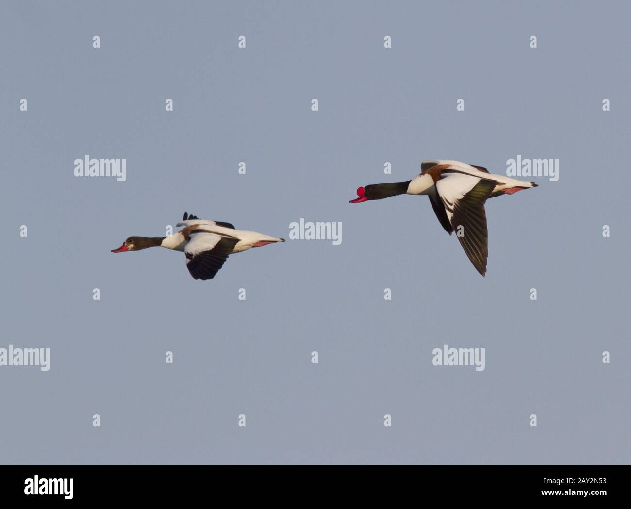 Flying the female and the female Common Shelduck Stock Photo - Alamy