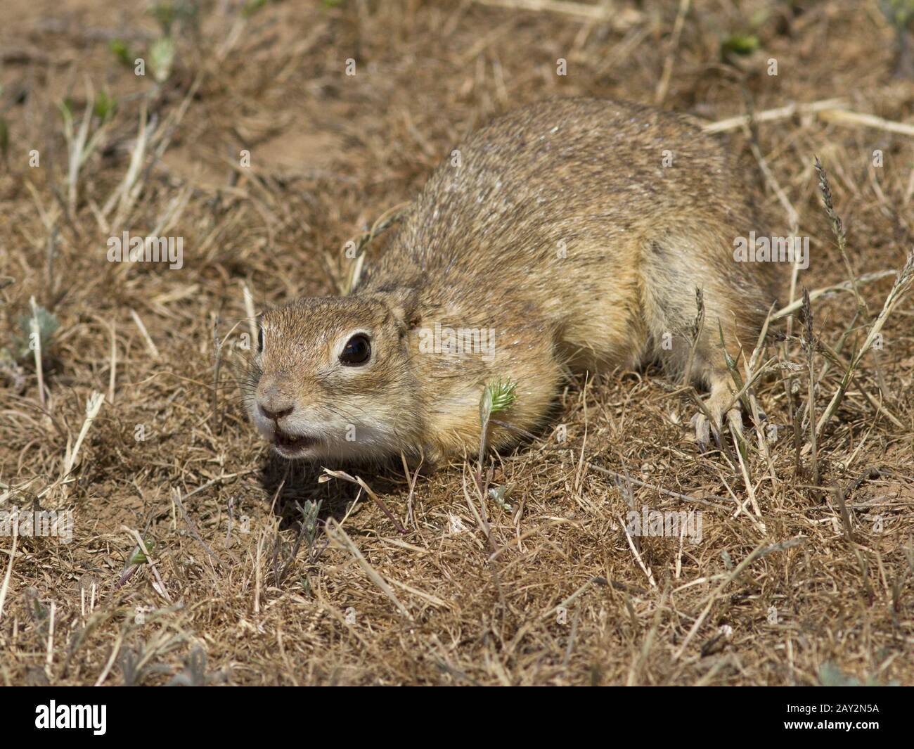 Young small gopher in thesteppe Stock Photo - Alamy