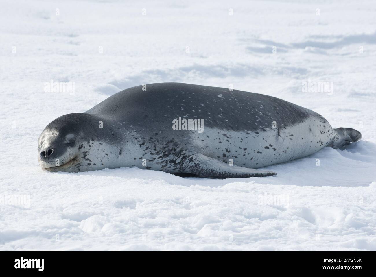 Leopard seals resting on the ice Stock Photo - Alamy