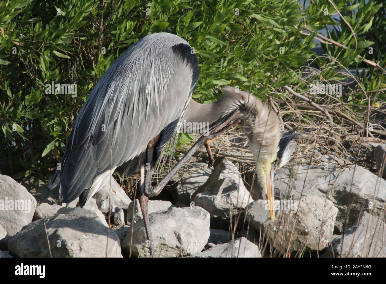 Great Blue Heron Preening Stock Photo - Alamy