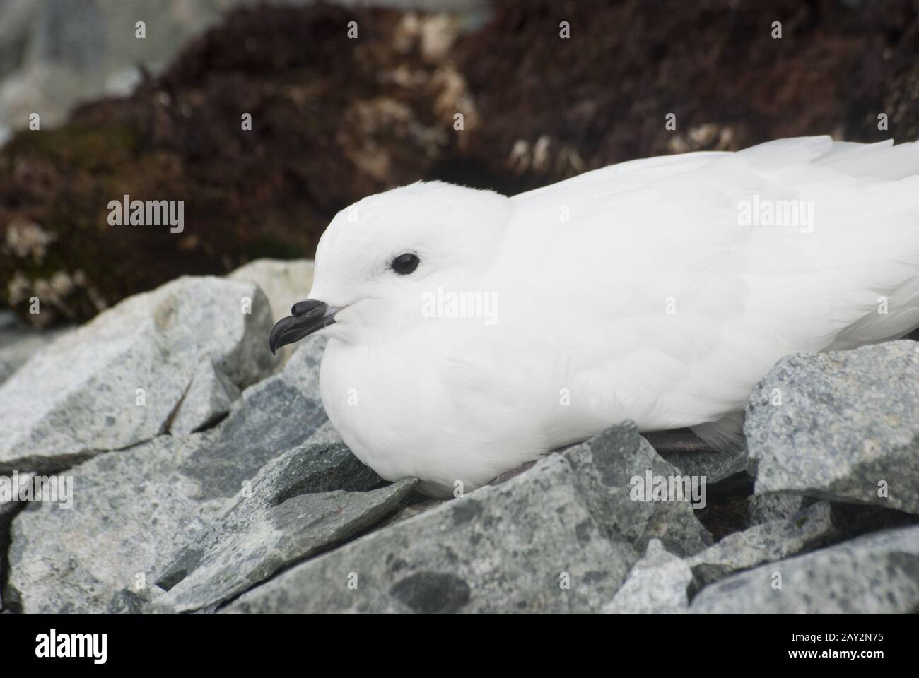 Snow petrel resting on the Antarctic Islands Stock Photo - Alamy