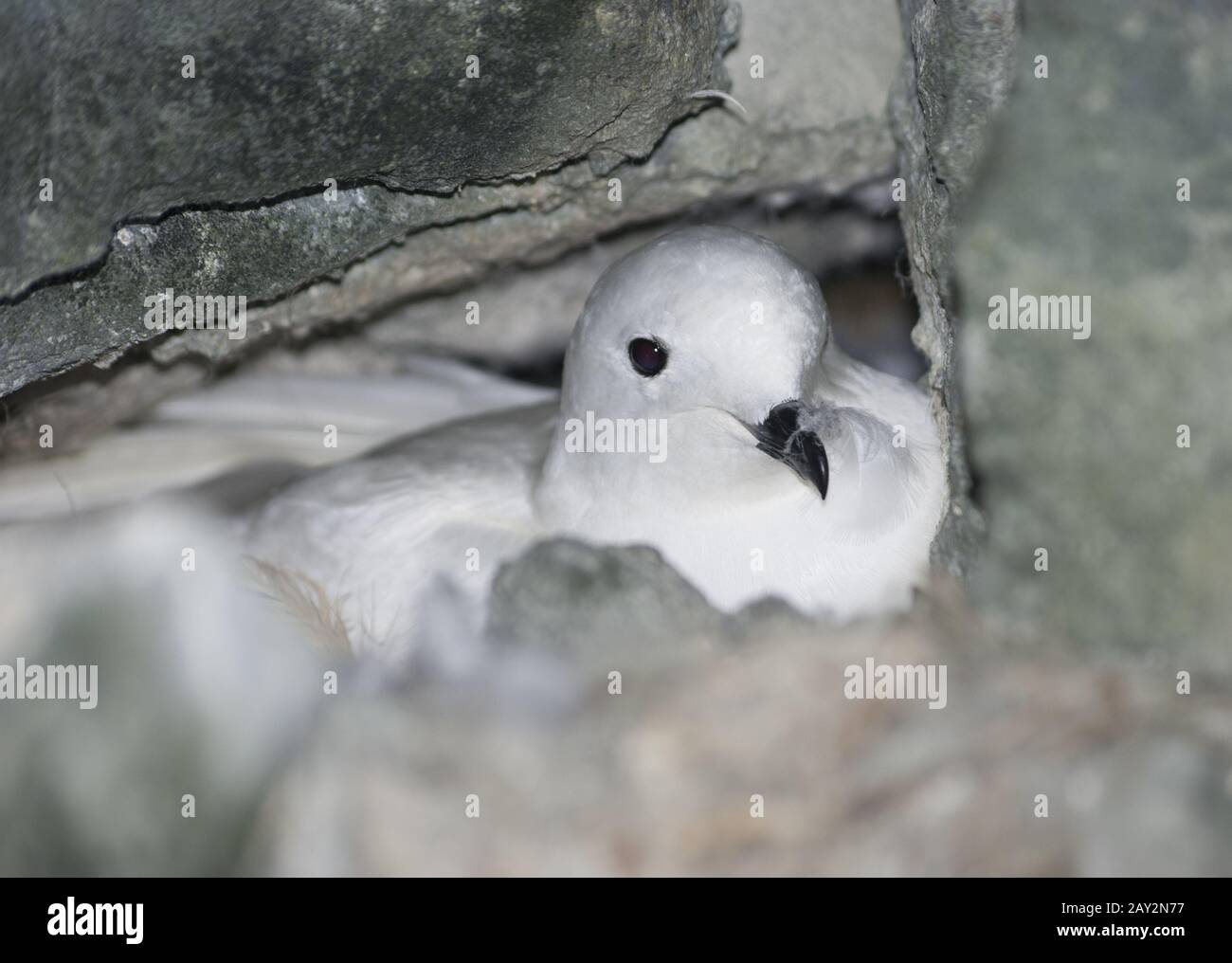 Snow petrel in the nest among rocks Stock Photo - Alamy