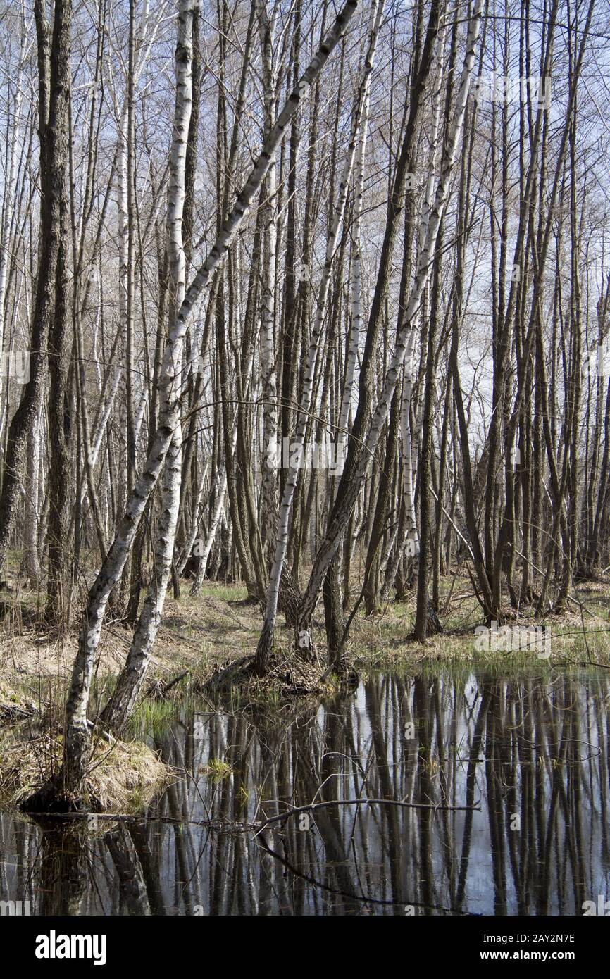 Spring waterlogged deciduous forest in spring Stock Photo - Alamy