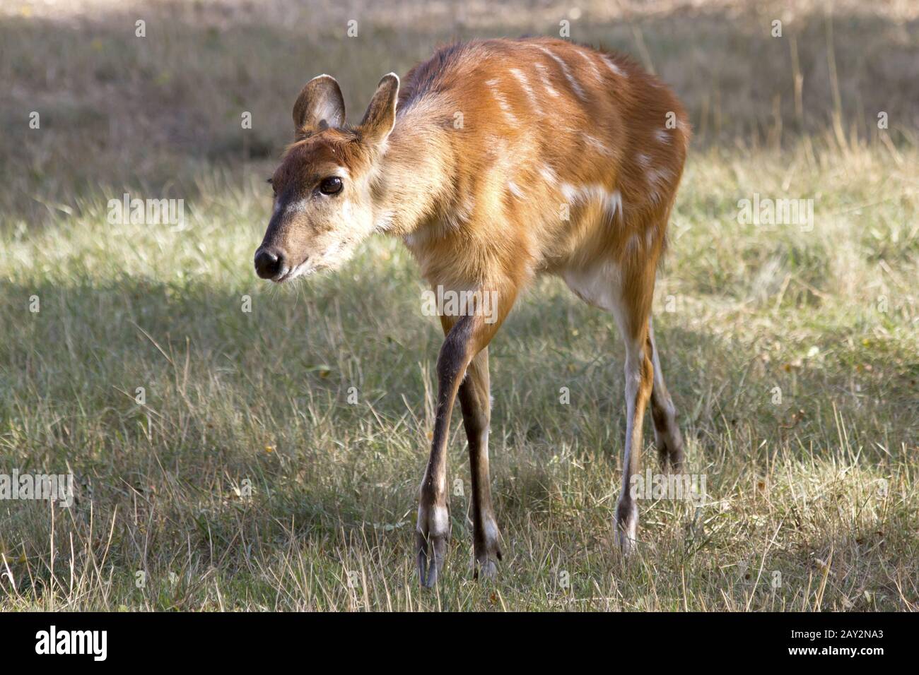 Female antelope sitatunga sunny morning Stock Photo - Alamy