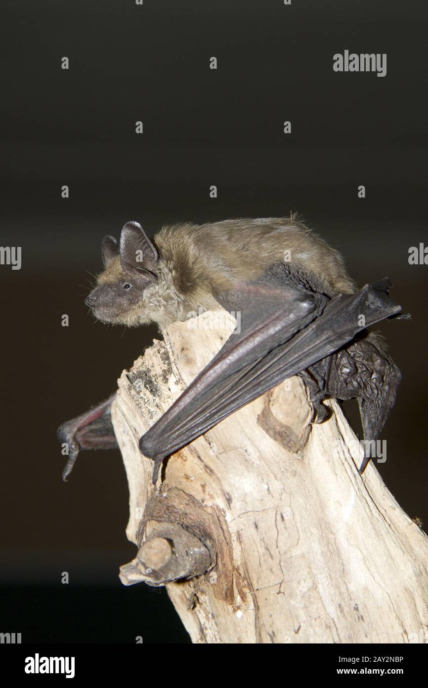Bat sitting on a dry tree trunk in the night sky Stock Photo - Alamy