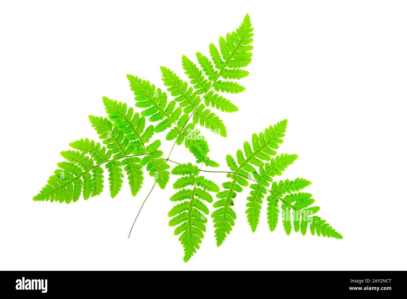 Common oak fern leaf (Gymnocarpium dryopteris) isolated on white Stock ...