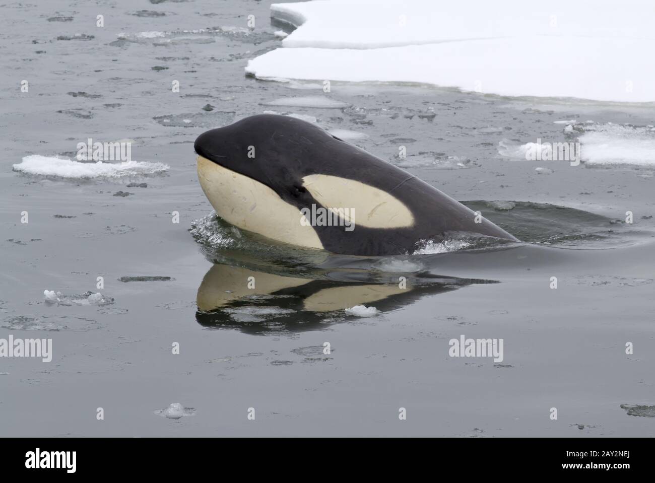 Portrait of orcas or killer whale 1 Stock Photo - Alamy