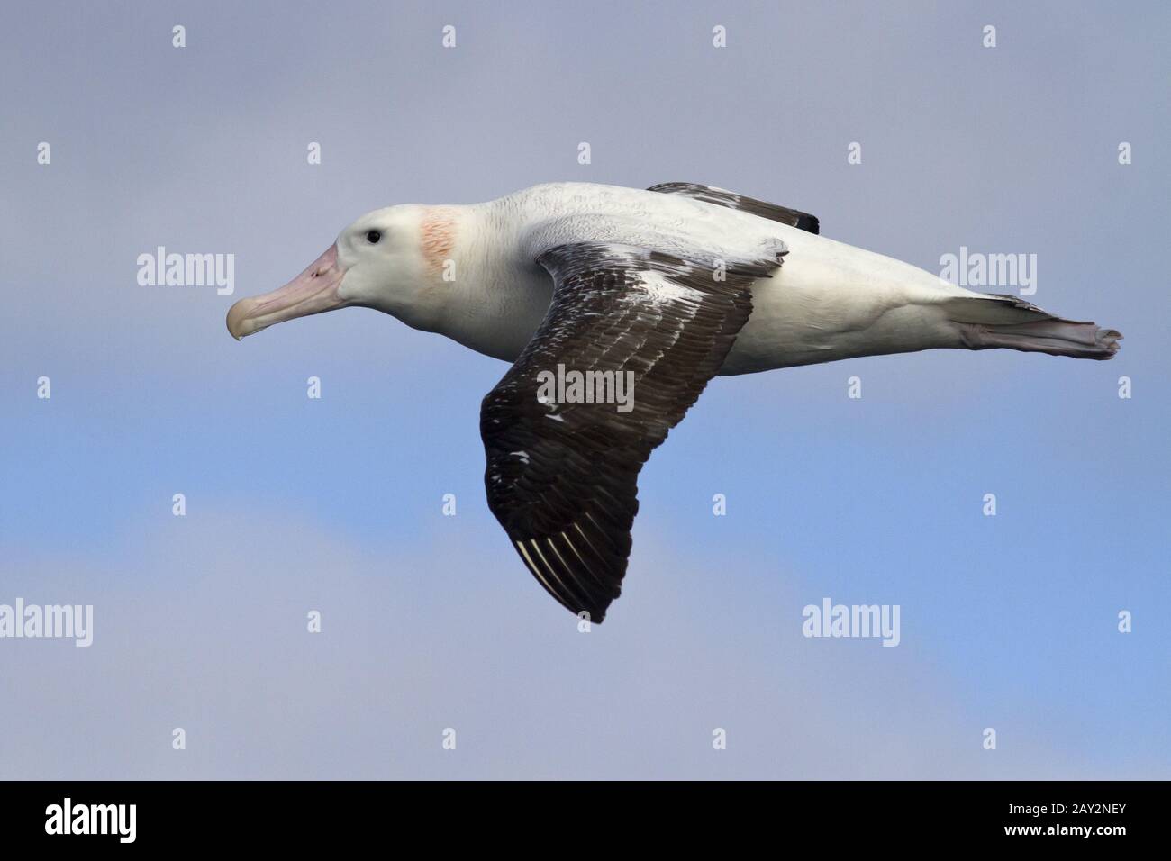 wandering albatross flying against the blue sky 1 Stock Photo - Alamy
