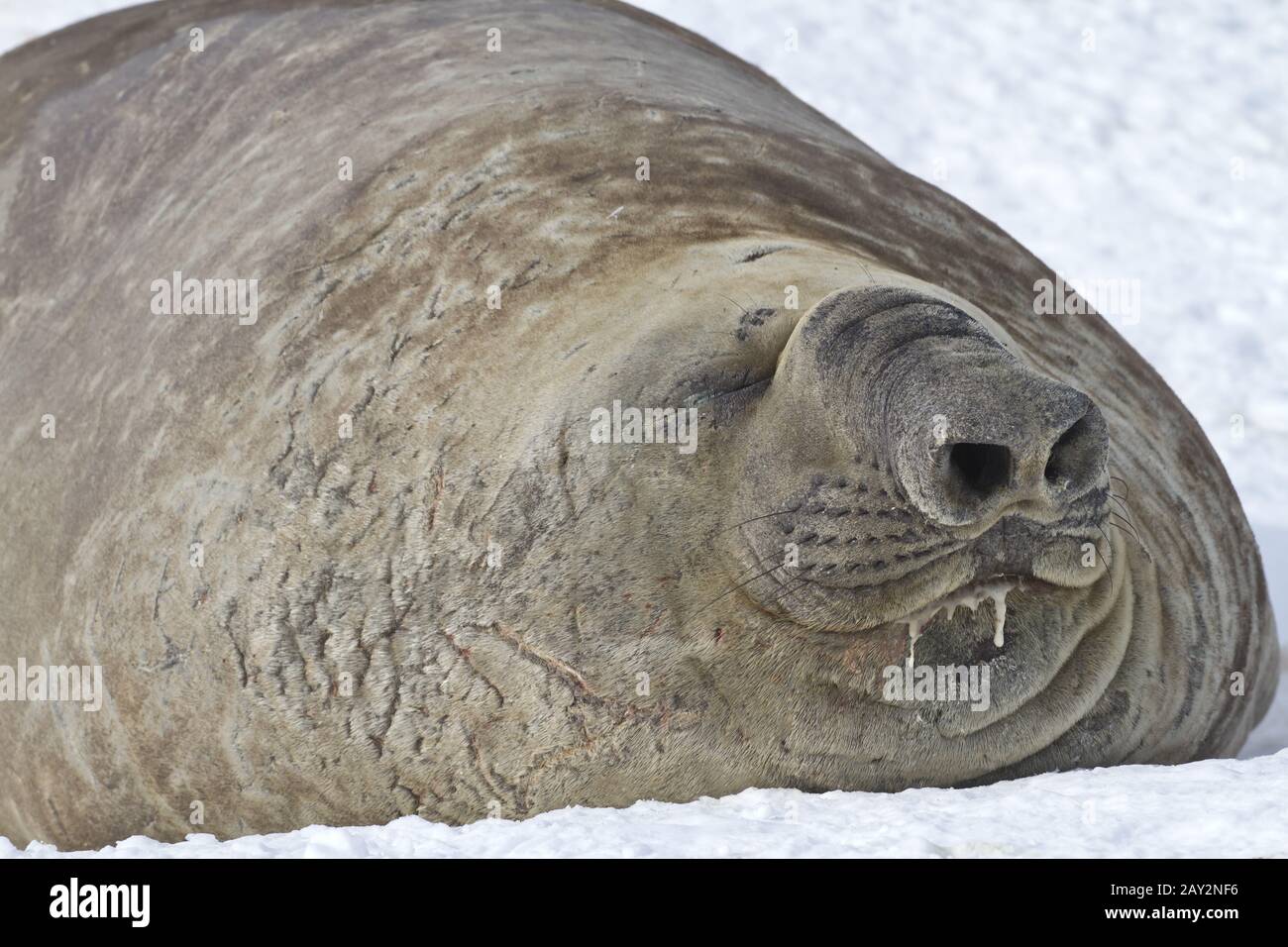 Sea elephant hi-res stock photography and images - Alamy