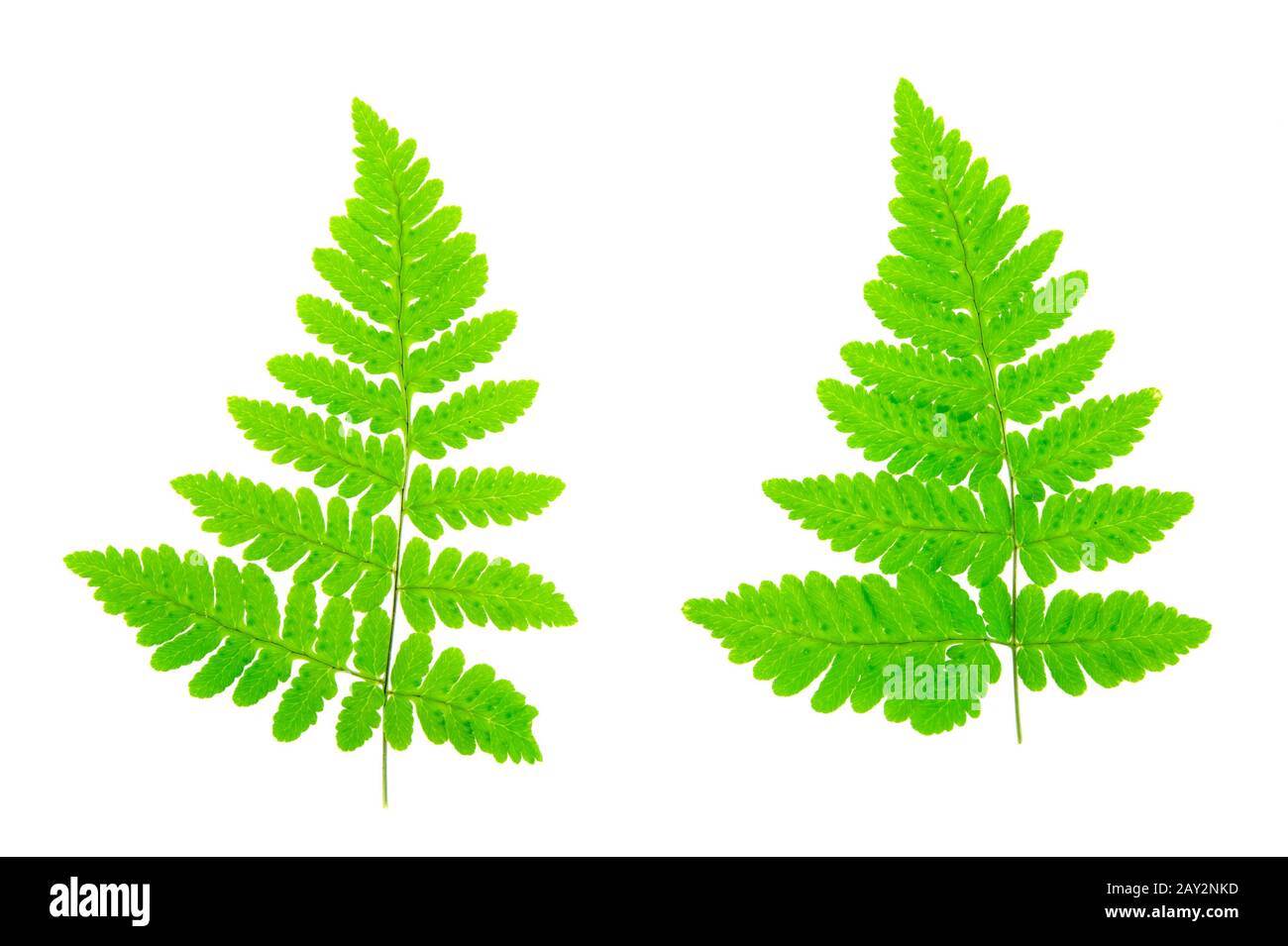 Gymnocarpium hi-res stock photography and images - Alamy