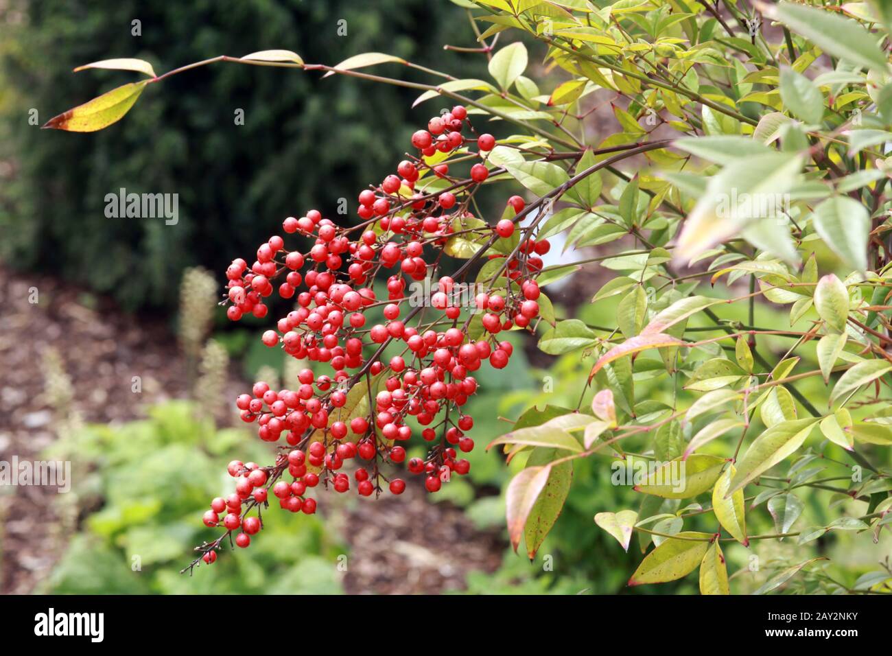 Holy Bamboo (Nandina domestica Stock Photo - Alamy